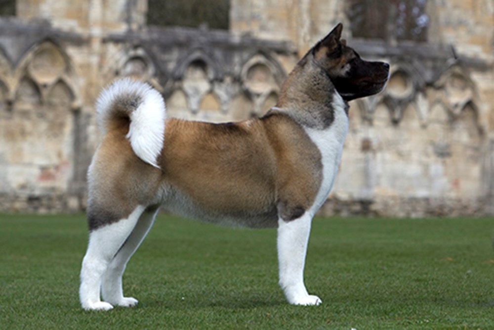 Looking for input: those of you with female Akitas, how much do your ...